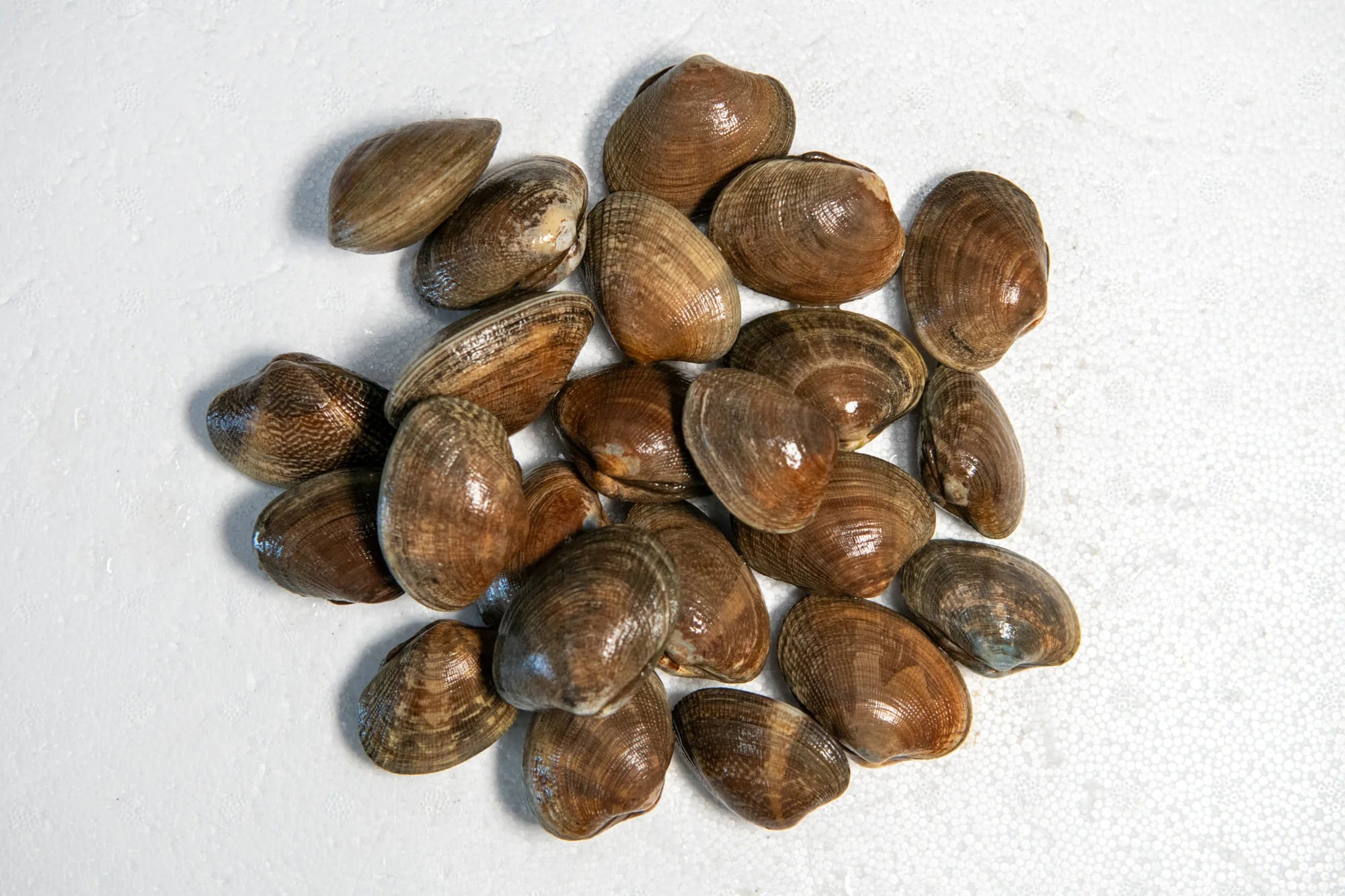 Manila Clam – WT Seafood Market